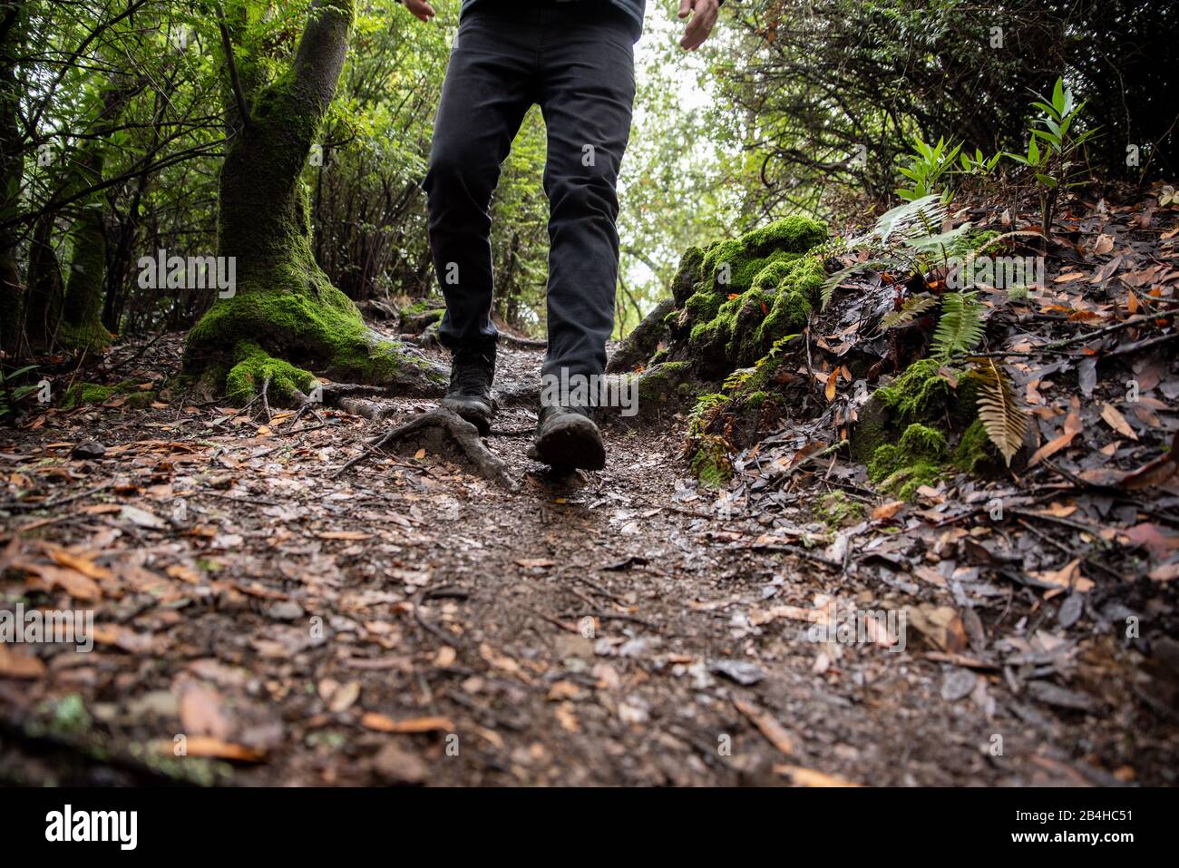 Detail of hikers legs on California path beside mossy trees and ferns ...