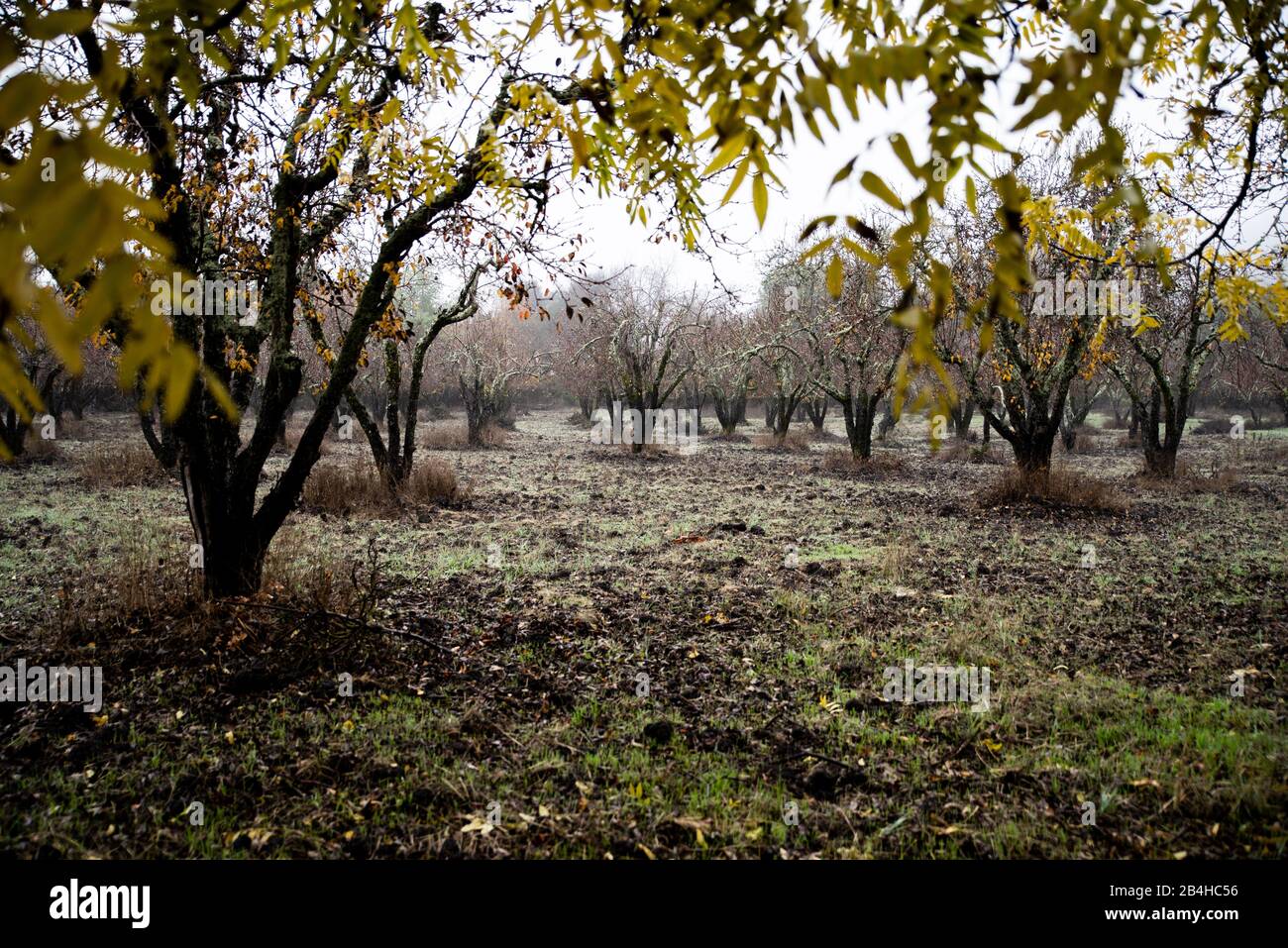 Grove of trees hi-res stock photography and images - Alamy