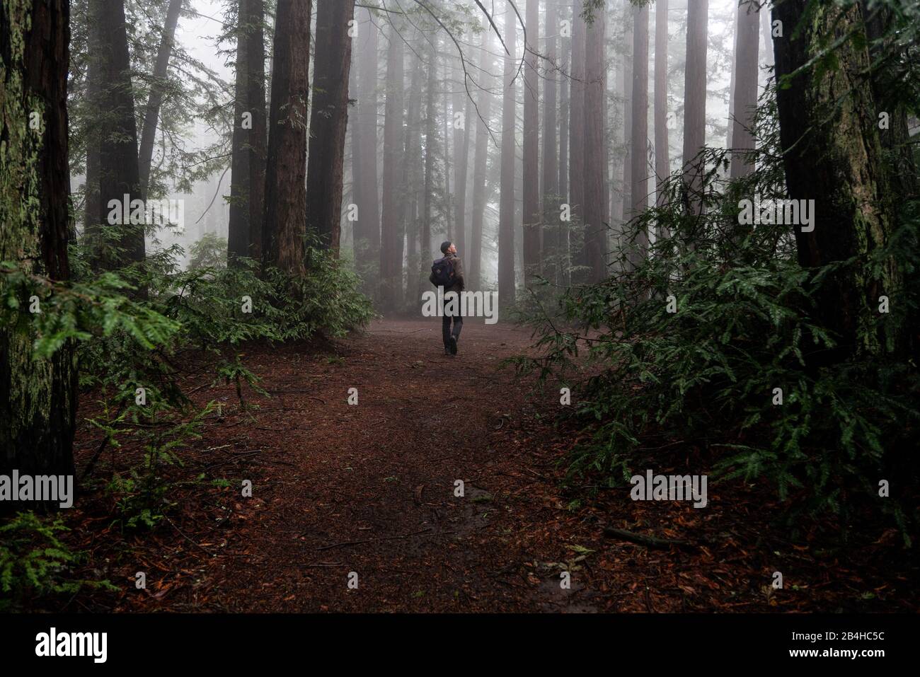 Person plants redwood hi-res stock photography and images - Alamy