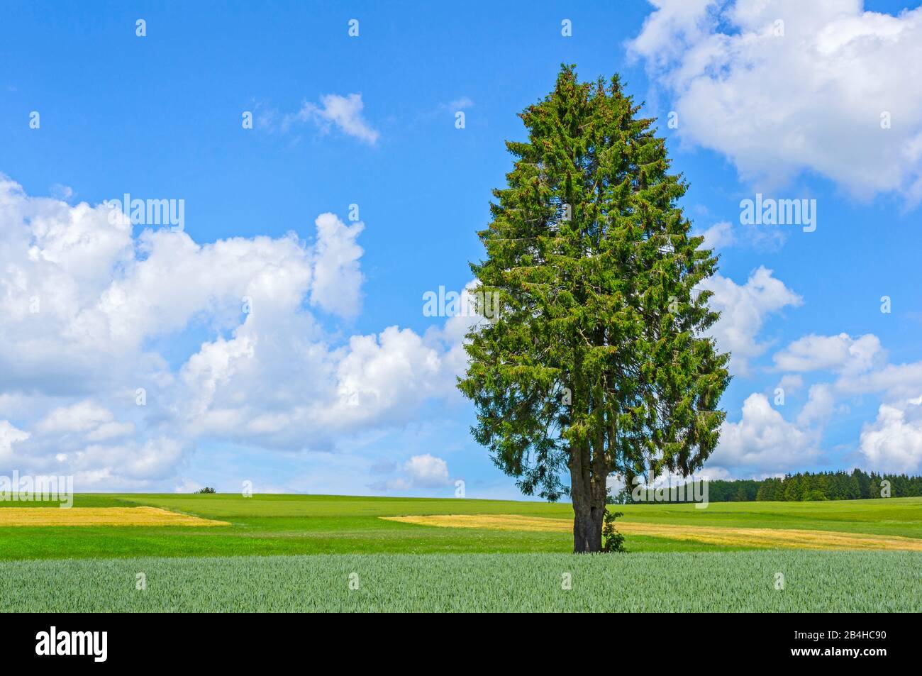 Open trunks hi-res stock photography and images - Alamy
