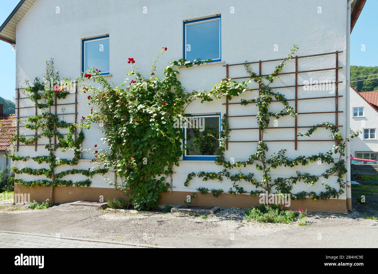 Germany, Baden-Württemberg, Schwäbisch Gmünd-Degenfeld, pear trellis ...