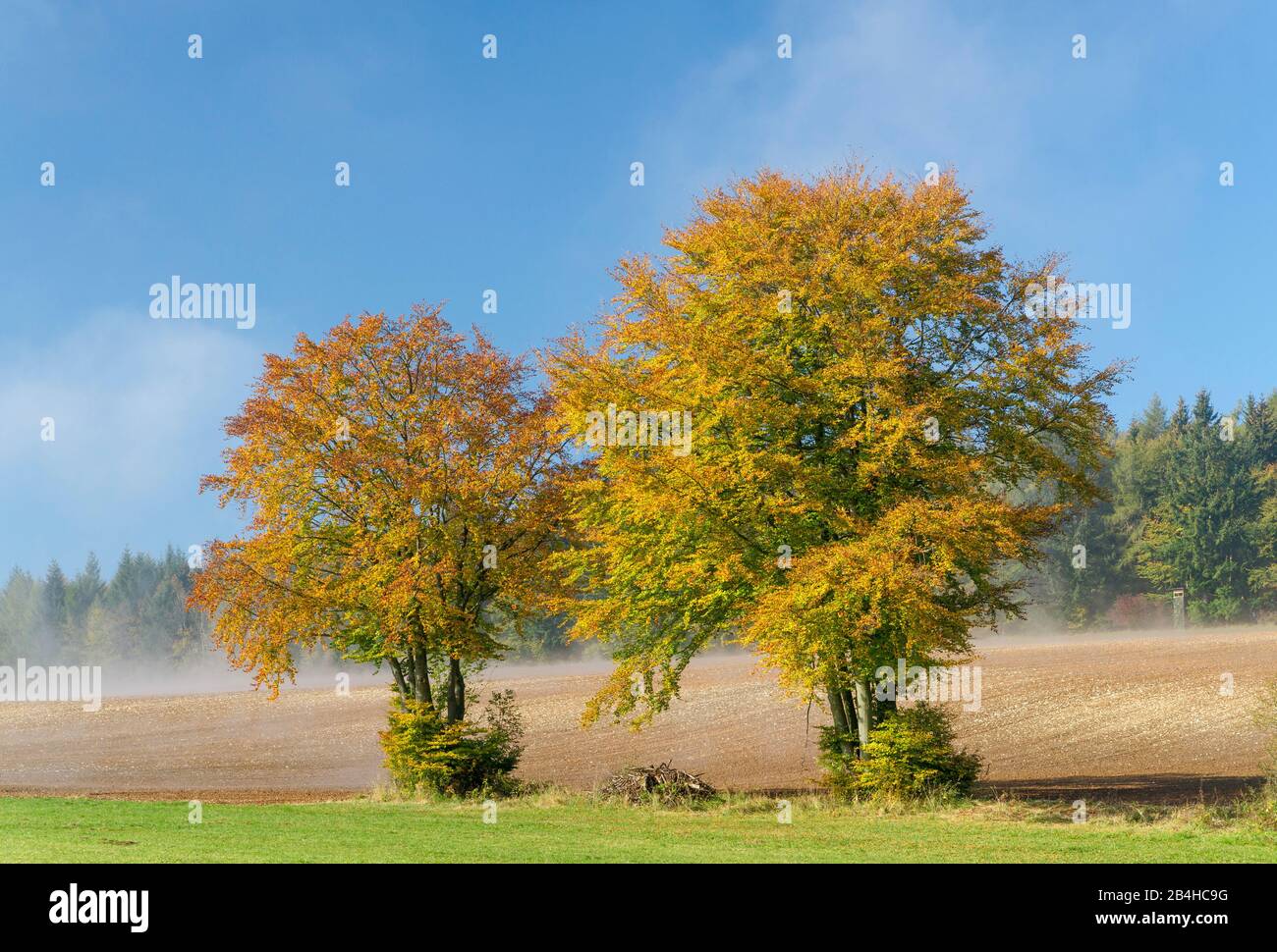 Multi stemmed beech hi-res stock photography and images - Alamy