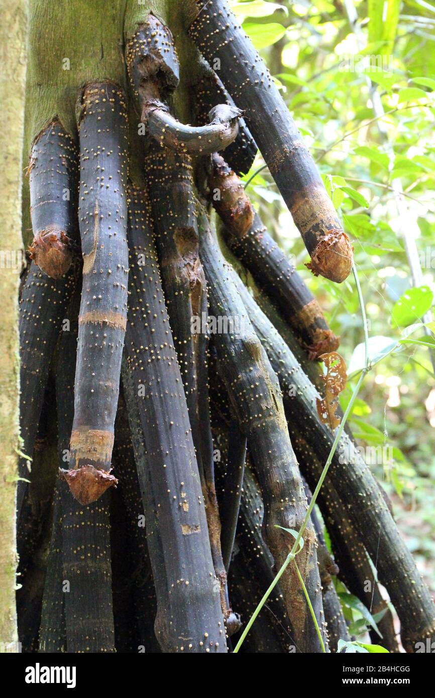 Palm Tree With Roots High Resolution Stock Photography and Images - Alamy