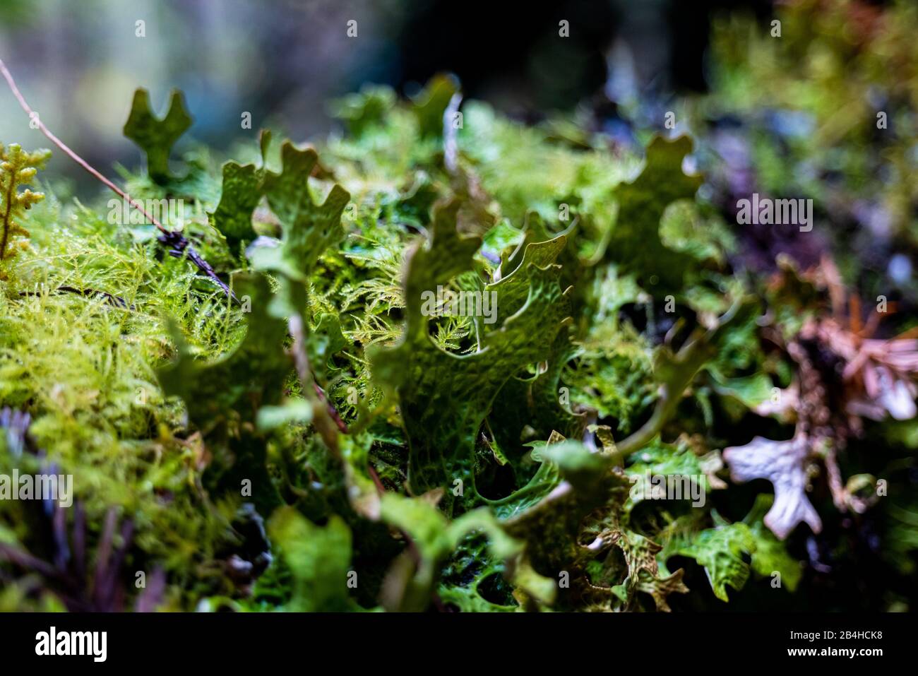 Plant growth and decay hi-res stock photography and images - Alamy