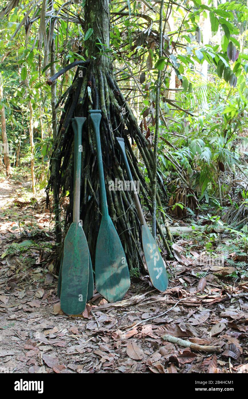 Four green, wood oars leaning against a Walking Palm Tree in the jungle ...