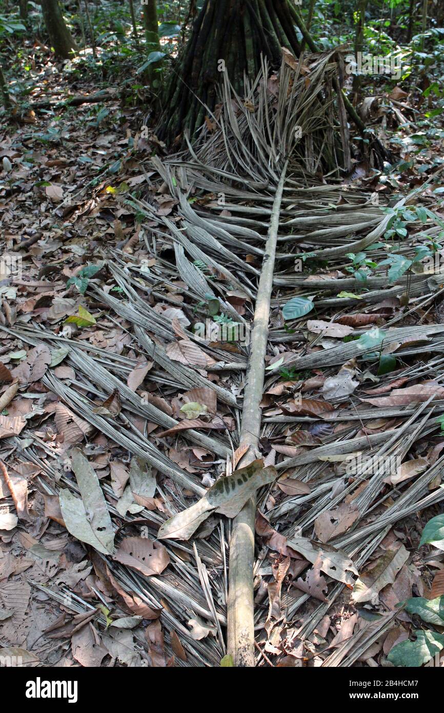 A large, decaying palm frond on the jungle floor in the Amazon ...