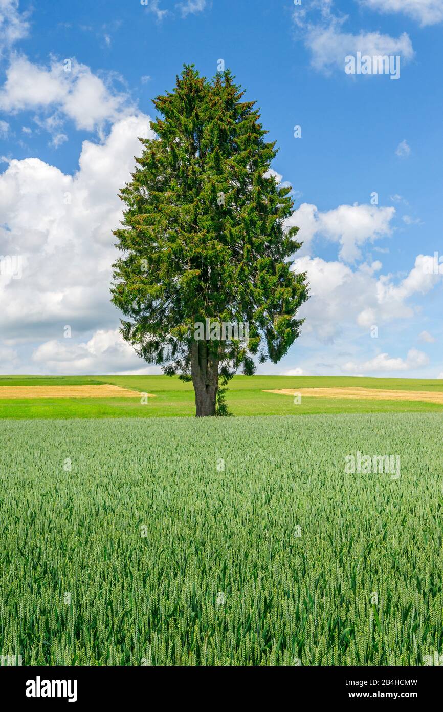 Open field hi-res stock photography and images - Alamy