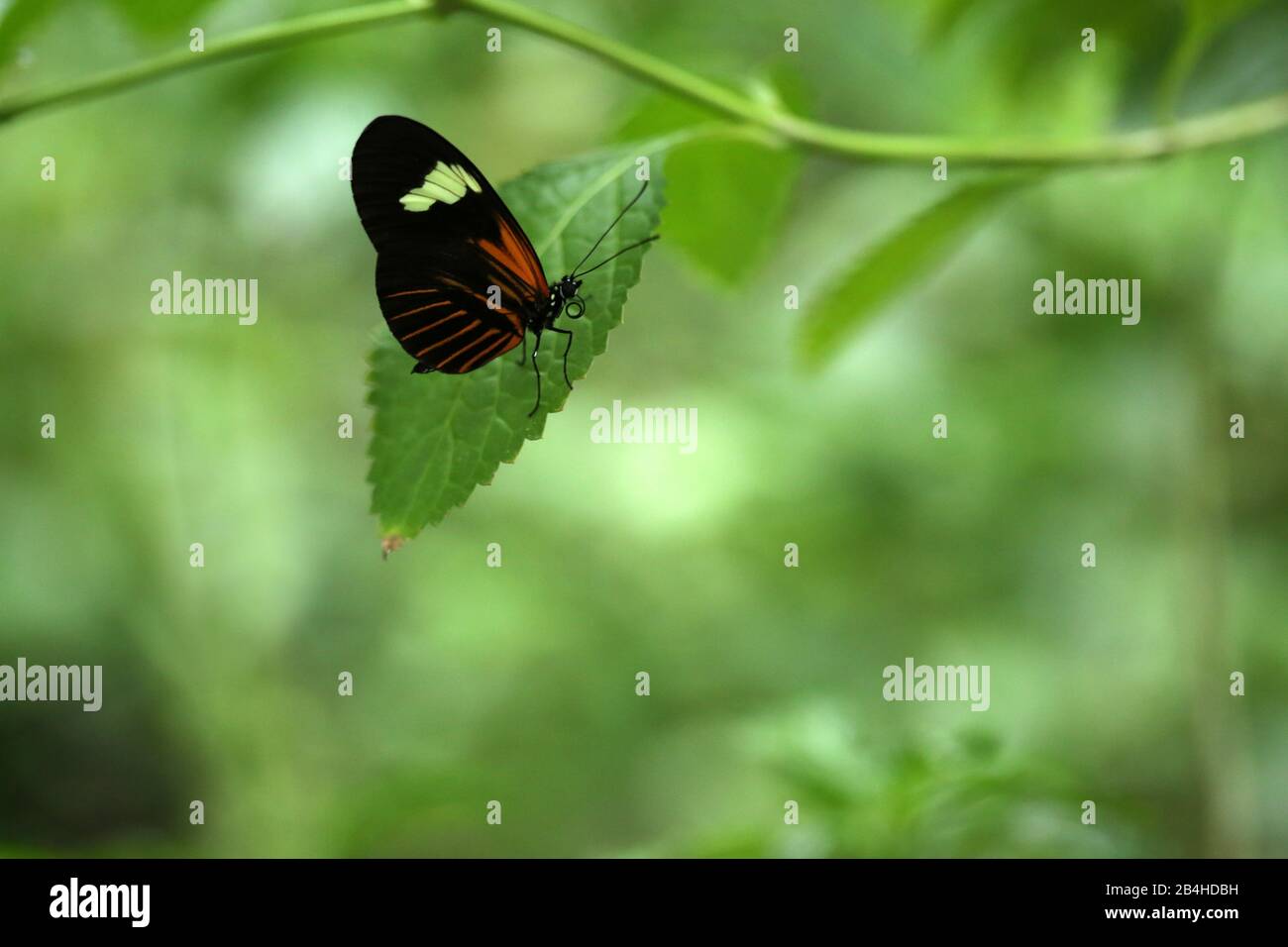 Single butterfly hi-res stock photography and images - Alamy