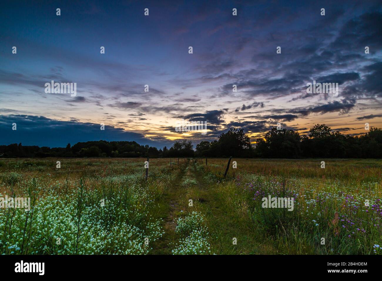 Sunrise over field of flowers hi-res stock photography and images - Alamy