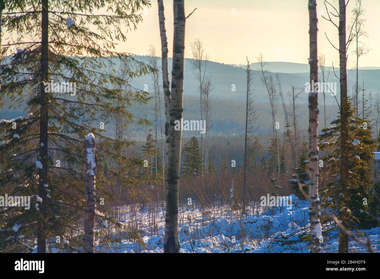 Forest production. Ural winter forest landscape Stock Photo - Alamy