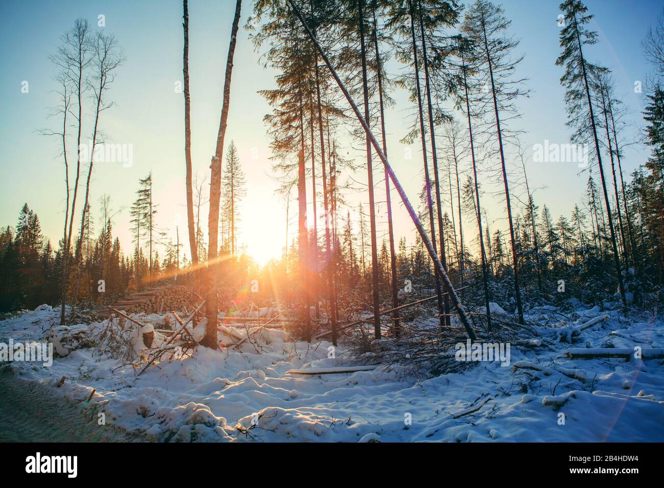 Forest production. Ural winter forest landscape Stock Photo - Alamy