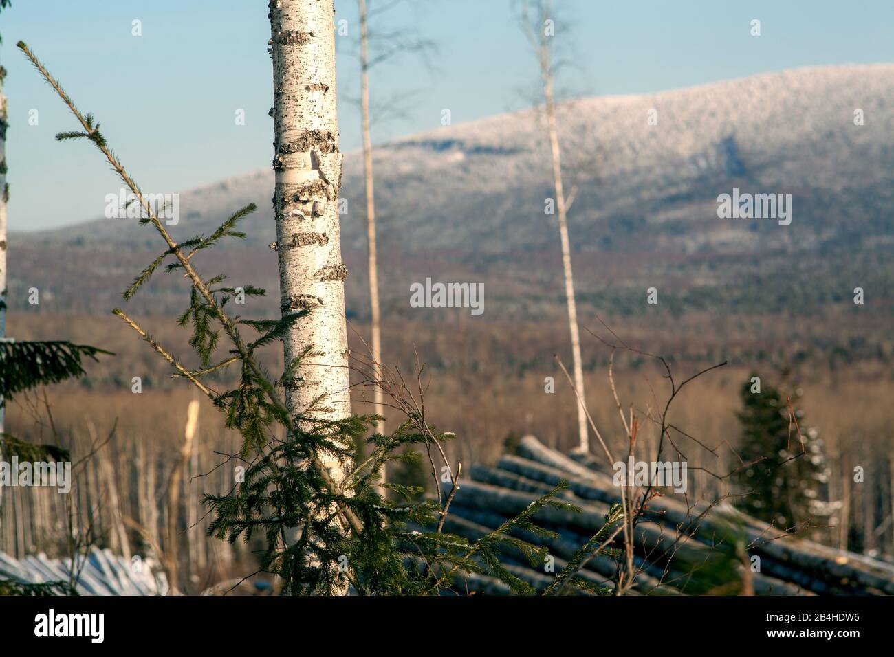 Ural Mountains Forest High Resolution Stock Photography and Images - Alamy