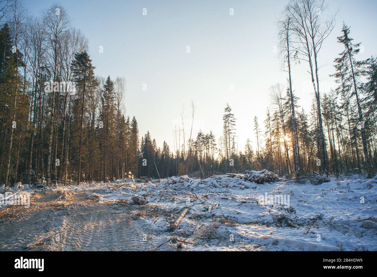Forest production. Ural winter forest landscape Stock Photo - Alamy