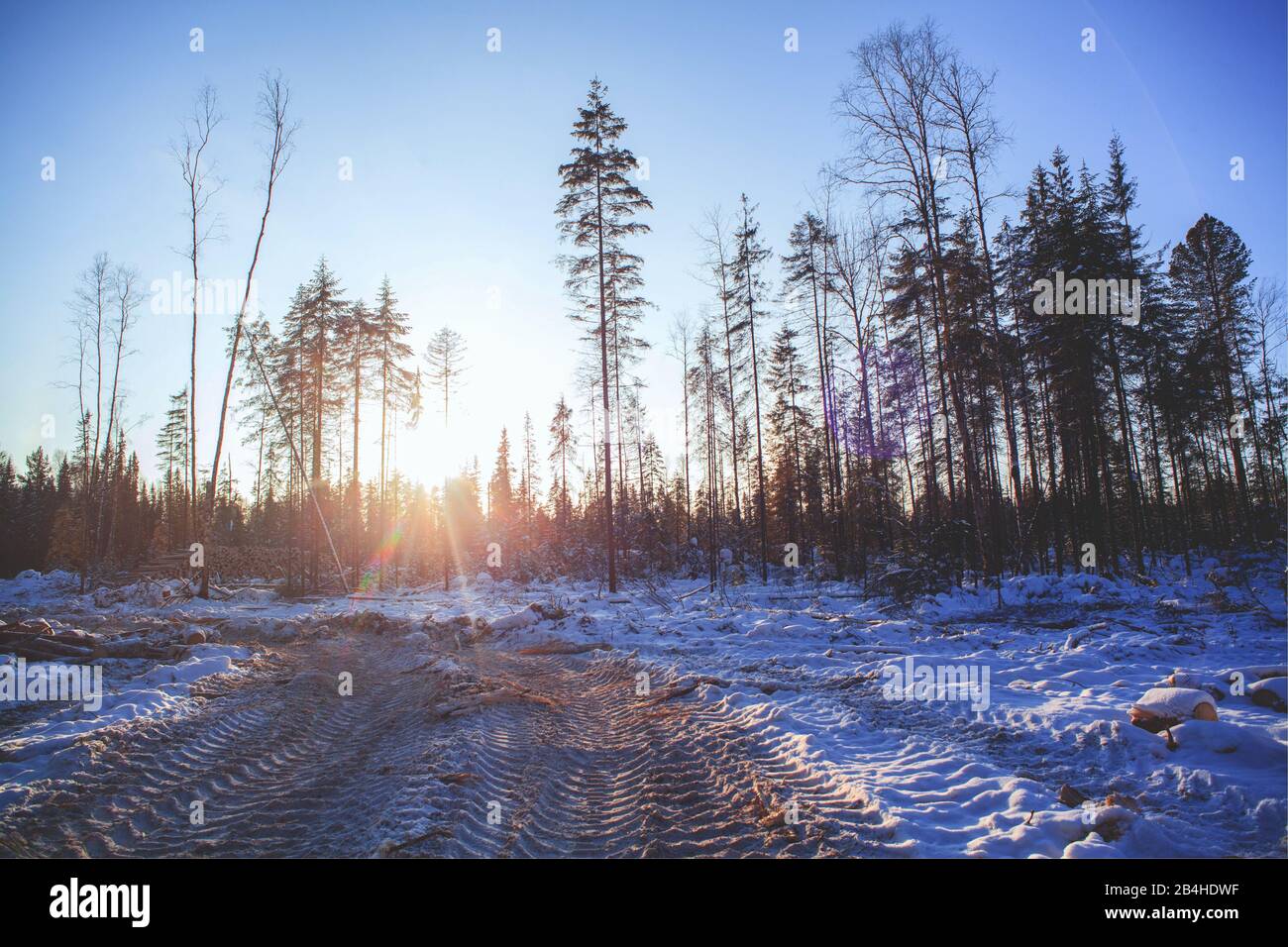 Forest production. Ural winter forest landscape Stock Photo - Alamy