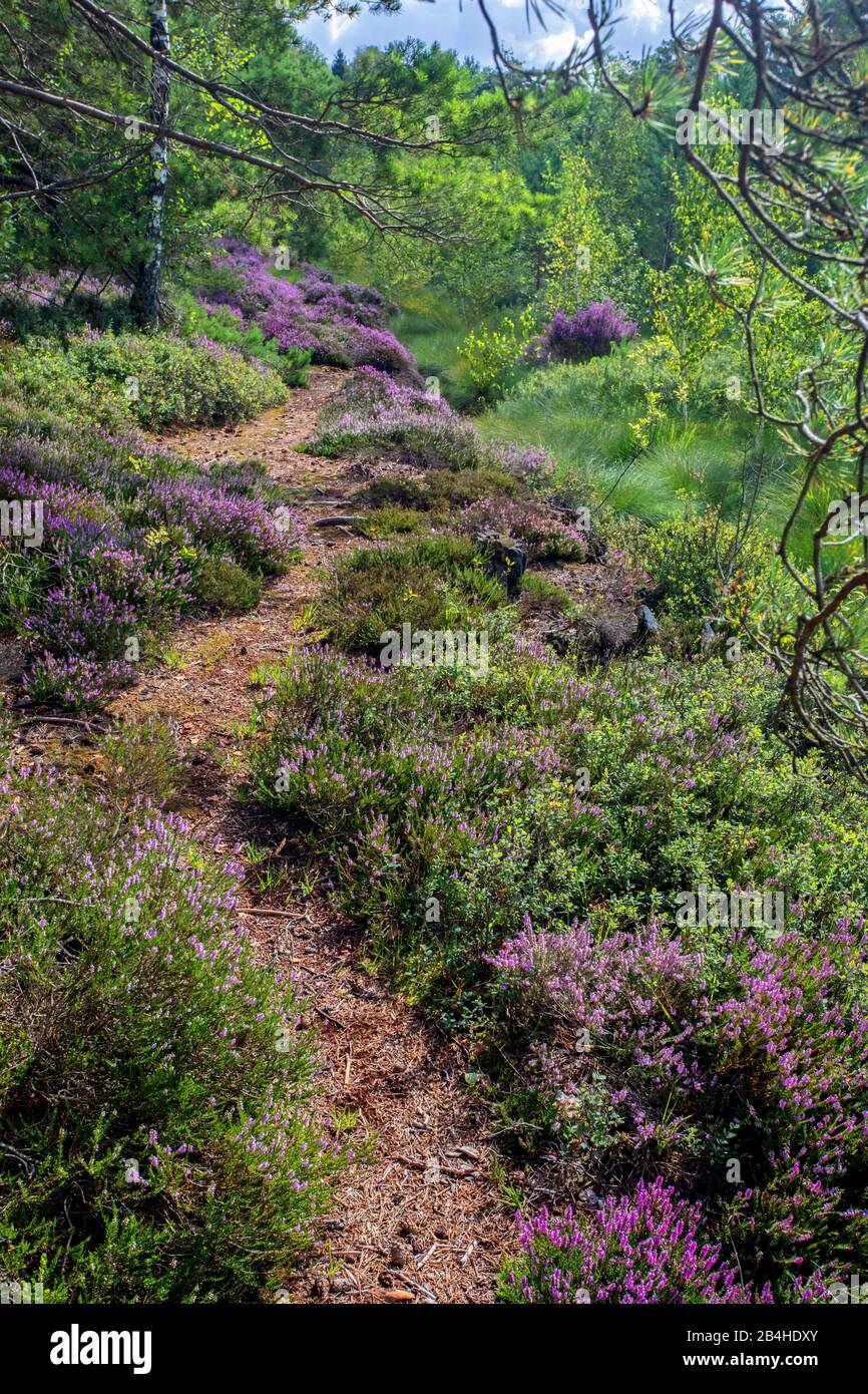 Common Heather, Ling, Heather (Calluna vulgaris), path in heath ...