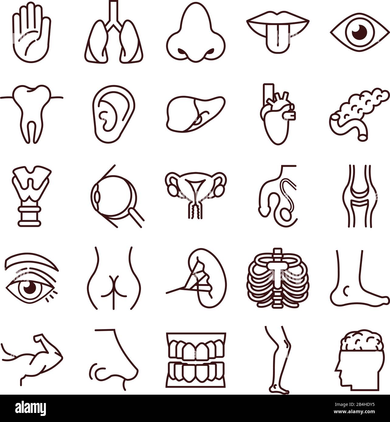 bundle of body parts and organs icons Stock Vector Image & Art - Alamy
