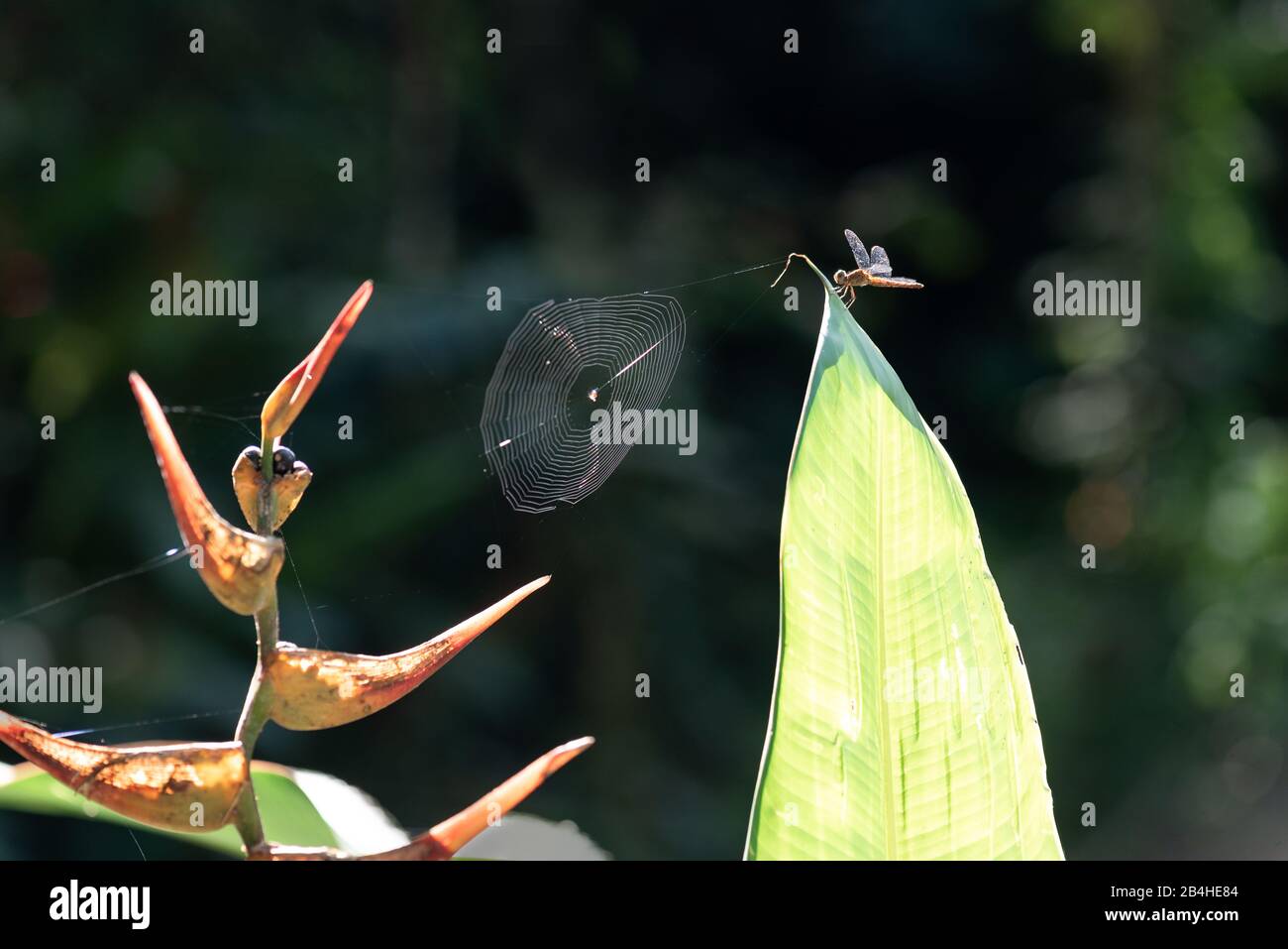 Tropical rainforest plants hi-res stock photography and images - Alamy