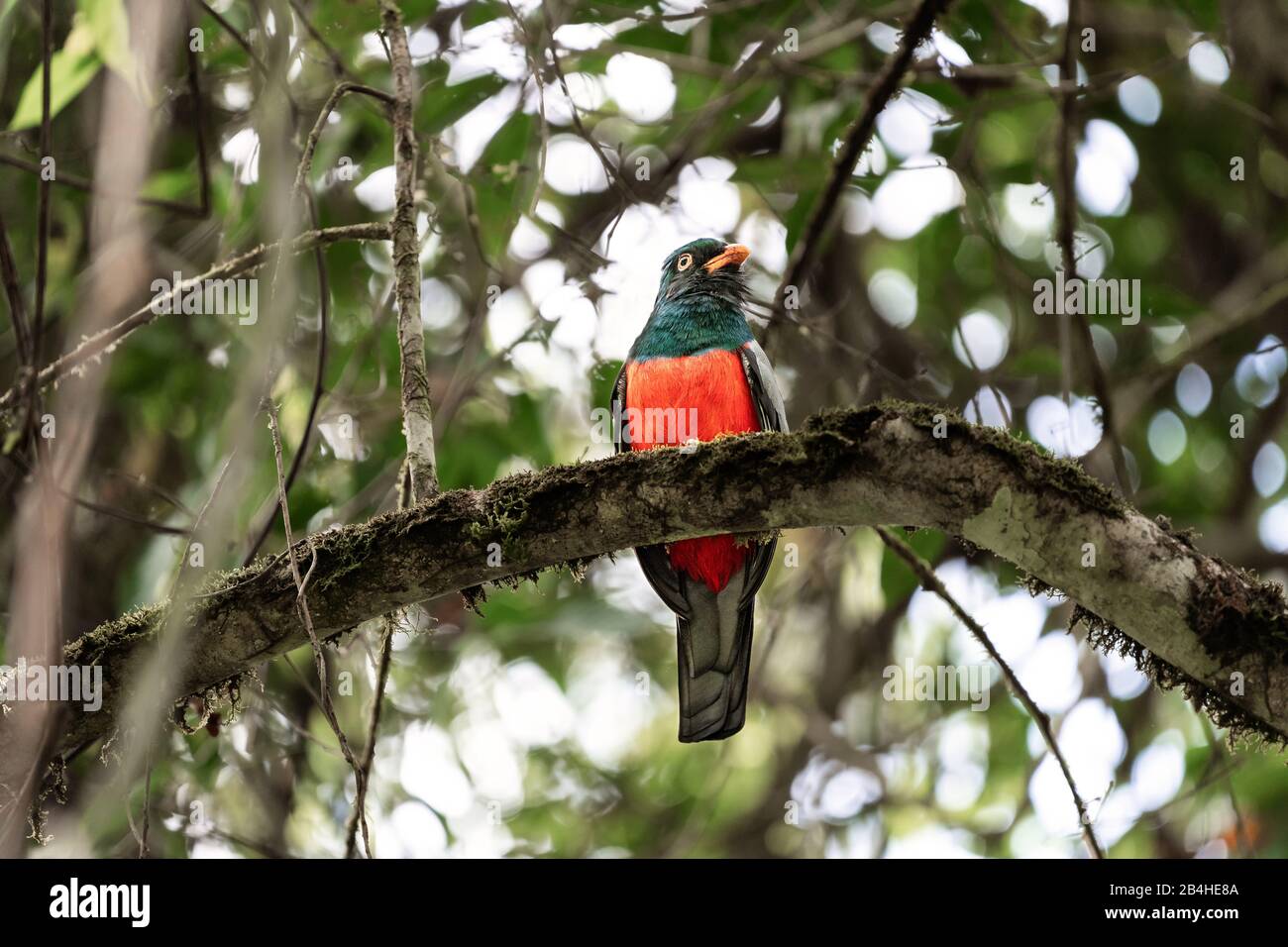 Colorful slaty-tailed trogon bird on tree brach in Costa Rica Stock ...