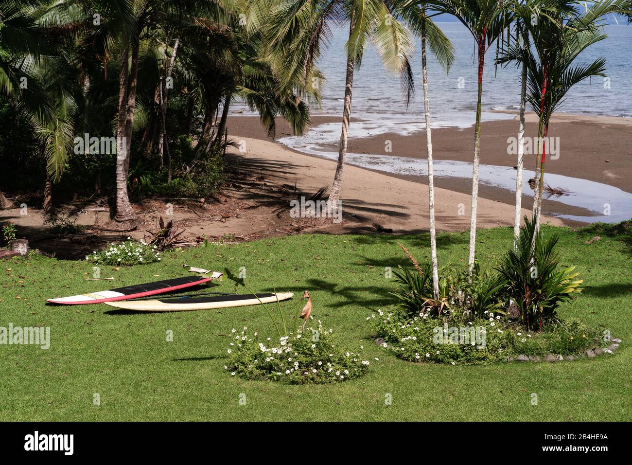 Paddle boards under palm trees next to ocean in Costa Rica Stock Photo ...