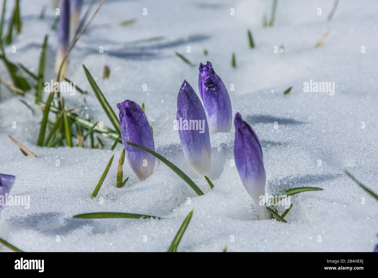 crocus (Crocus spec.), flower buds in the snow, Germany, Baden ...