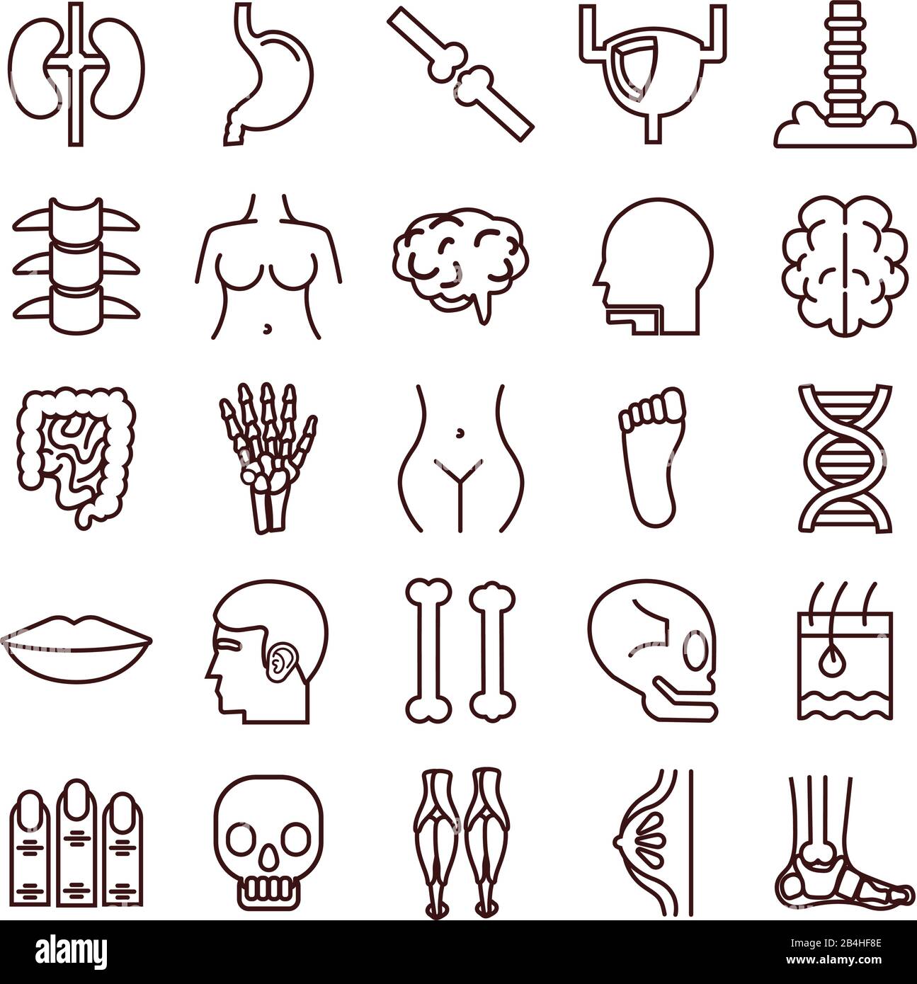 bundle of body parts and organs icons Stock Vector Image & Art - Alamy