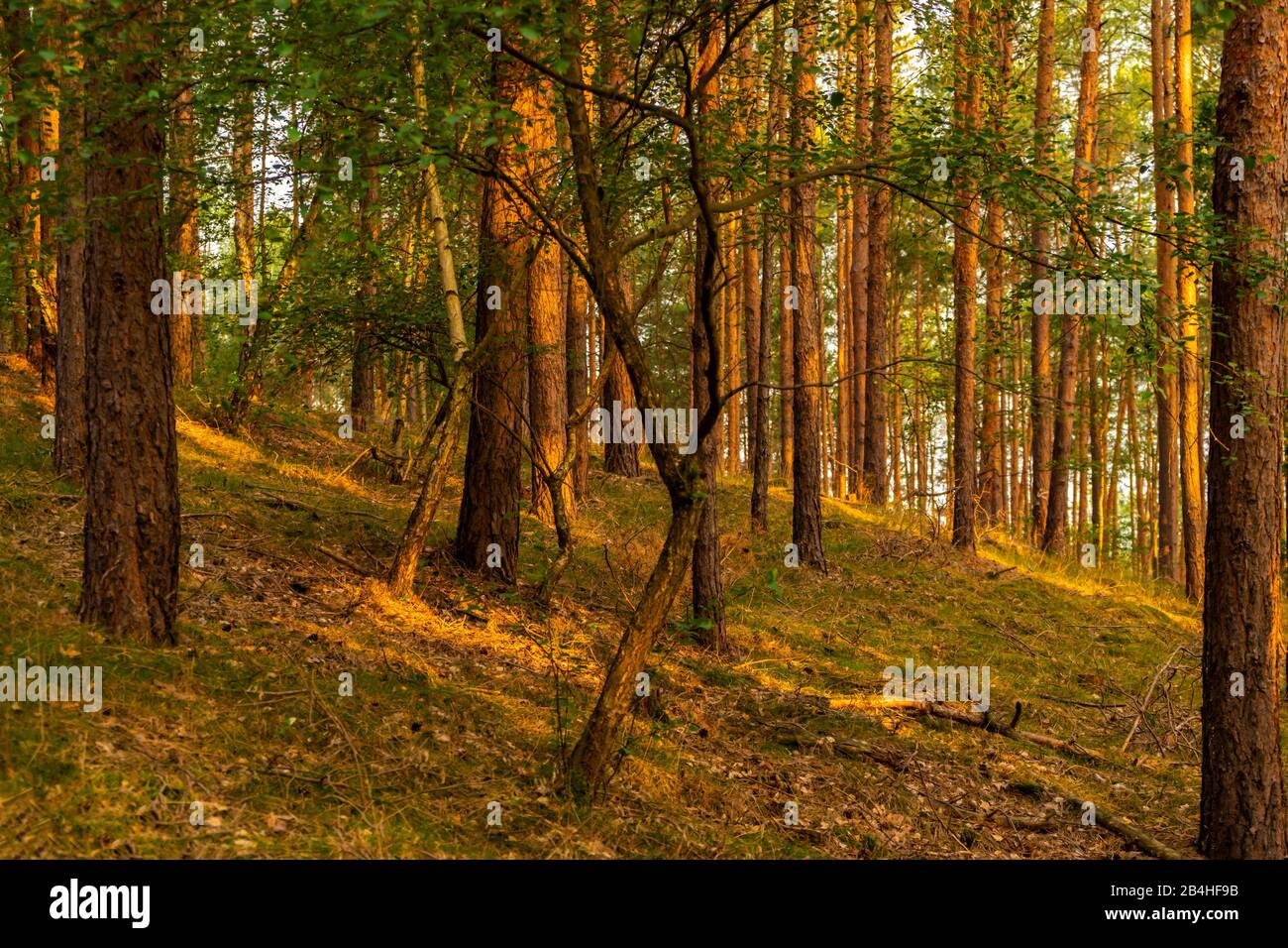 Sunrise in summer forest hi-res stock photography and images - Alamy