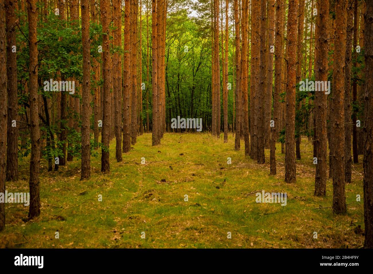 Sunrise in summer forest hi-res stock photography and images - Alamy