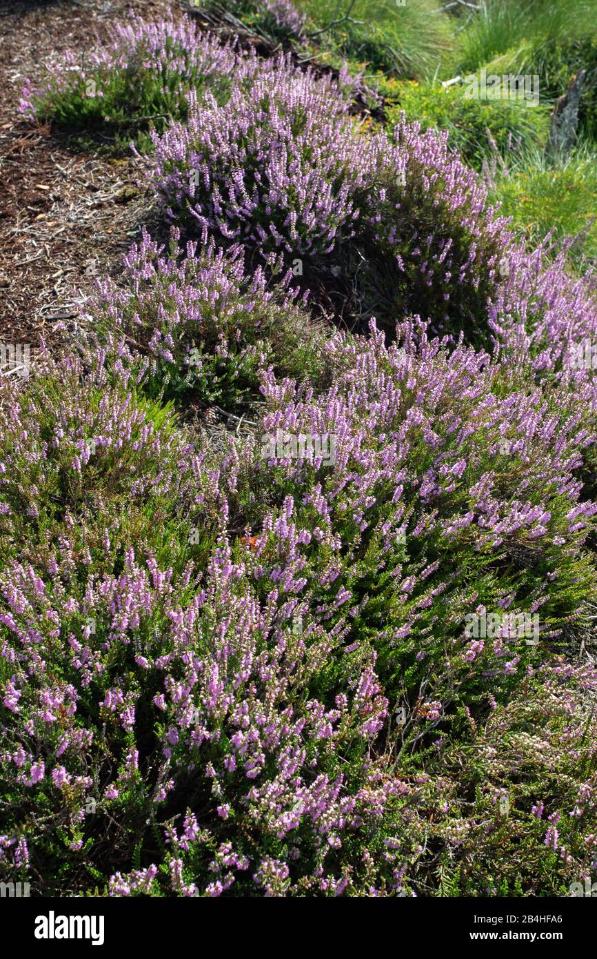 Common Heather, Ling, Heather (Calluna vulgaris), blooming heath ...