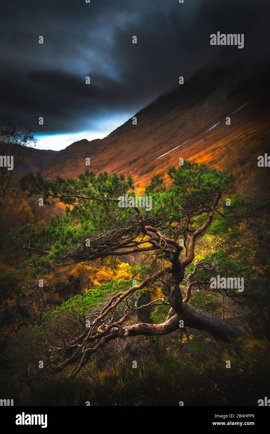 Beautiful green tree in mountain during autumn time in Scotland Stock ...