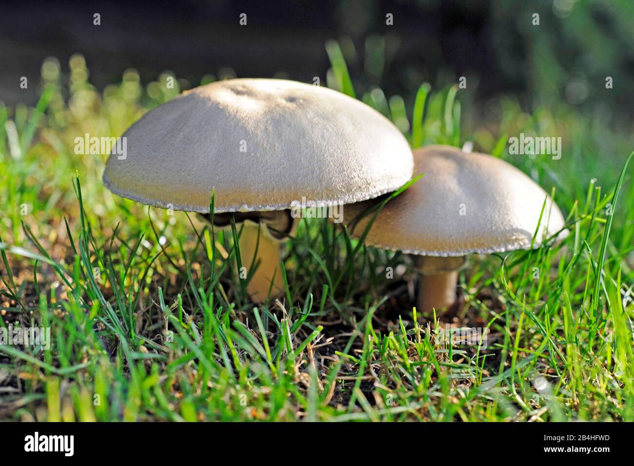 Two sheep mushrooms, also sheep-Egerlinge or Anis-Ausgerlinge, edible ...