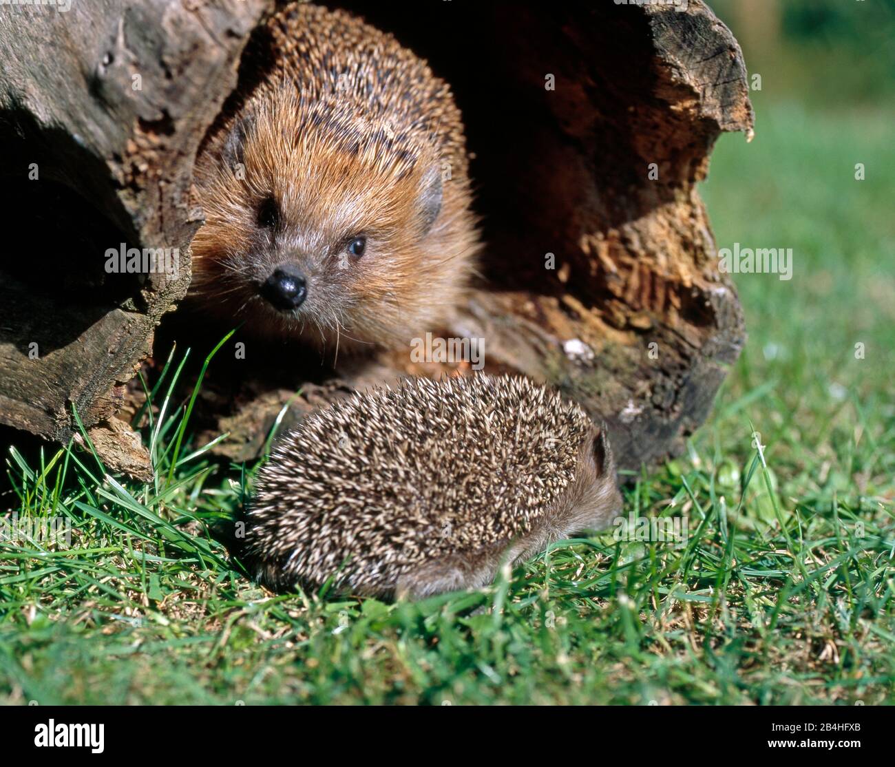 Hedgehogs in the garden hi-res stock photography and images - Alamy