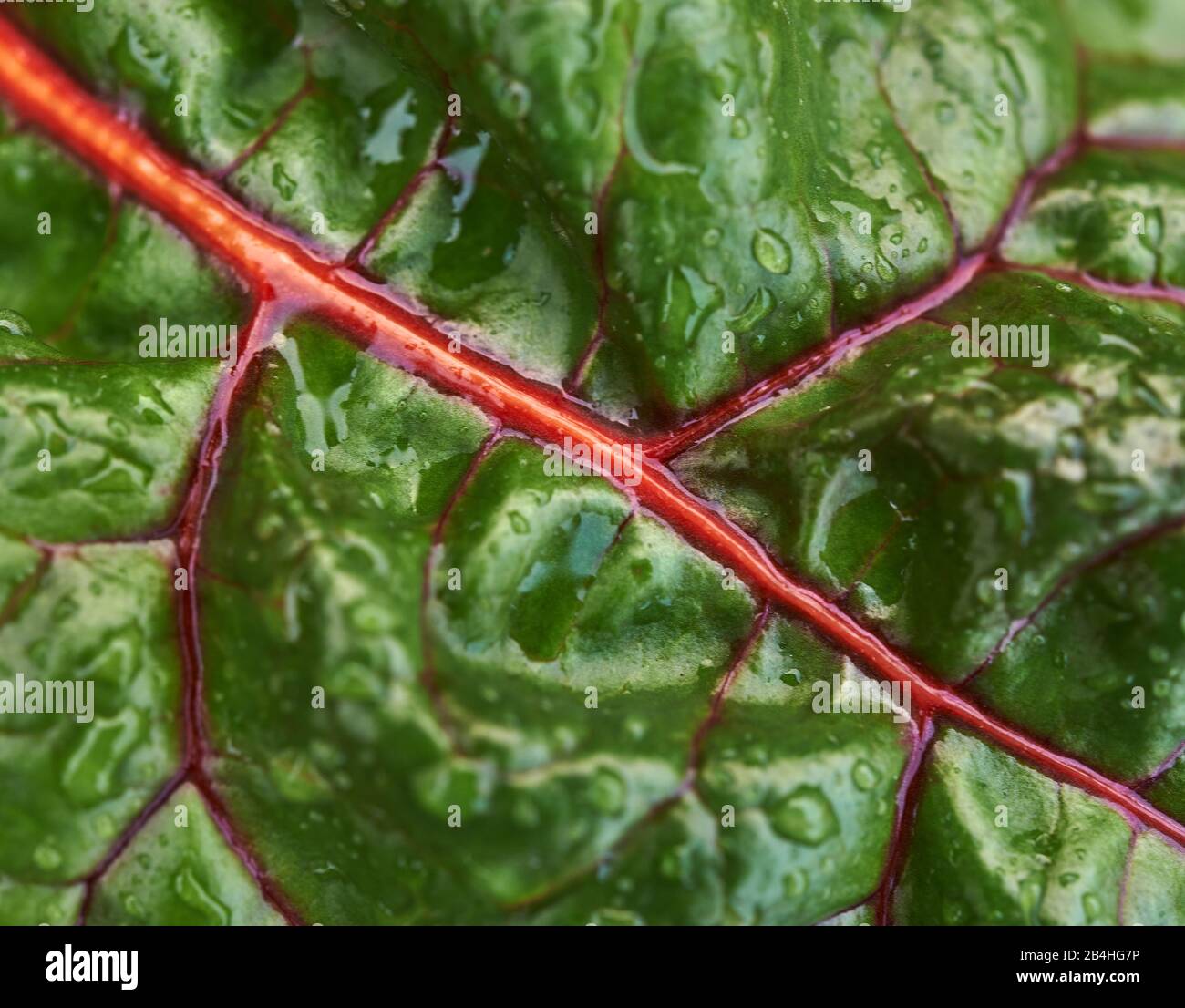 Wet leaf hi-res stock photography and images - Alamy