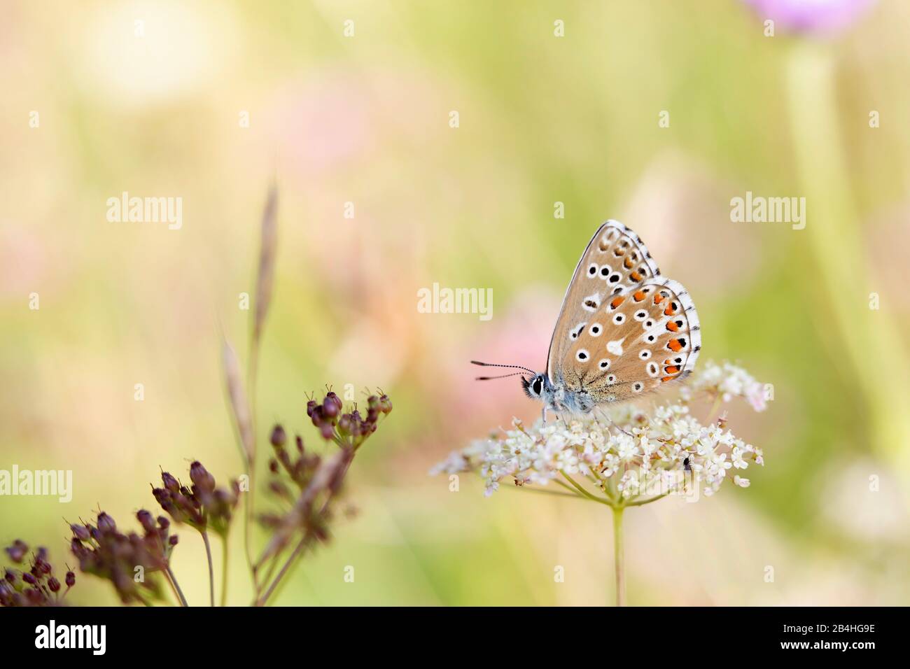 adonis blue (Polyommatus bellargus, Lysandra bellargus, Meleageria ...