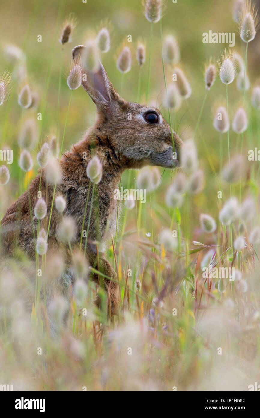 Rabbit tail hi-res stock photography and images - Alamy