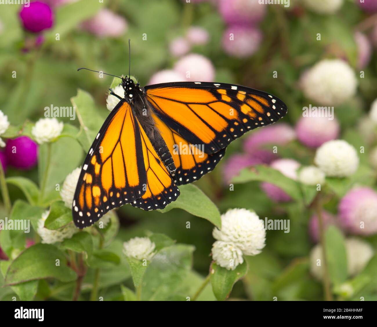 Monarch on flowers hi-res stock photography and images - Alamy