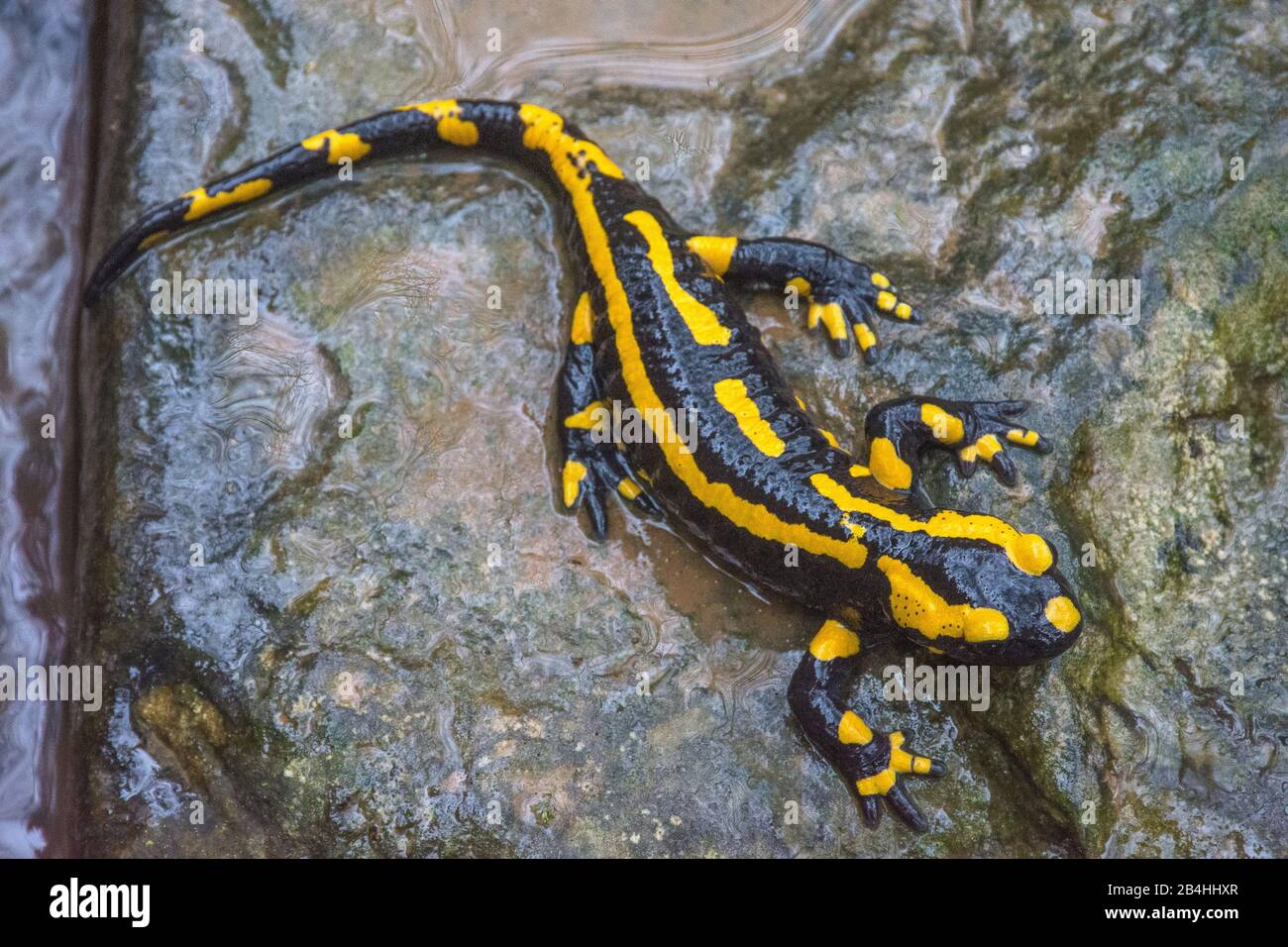 Fire Salamander