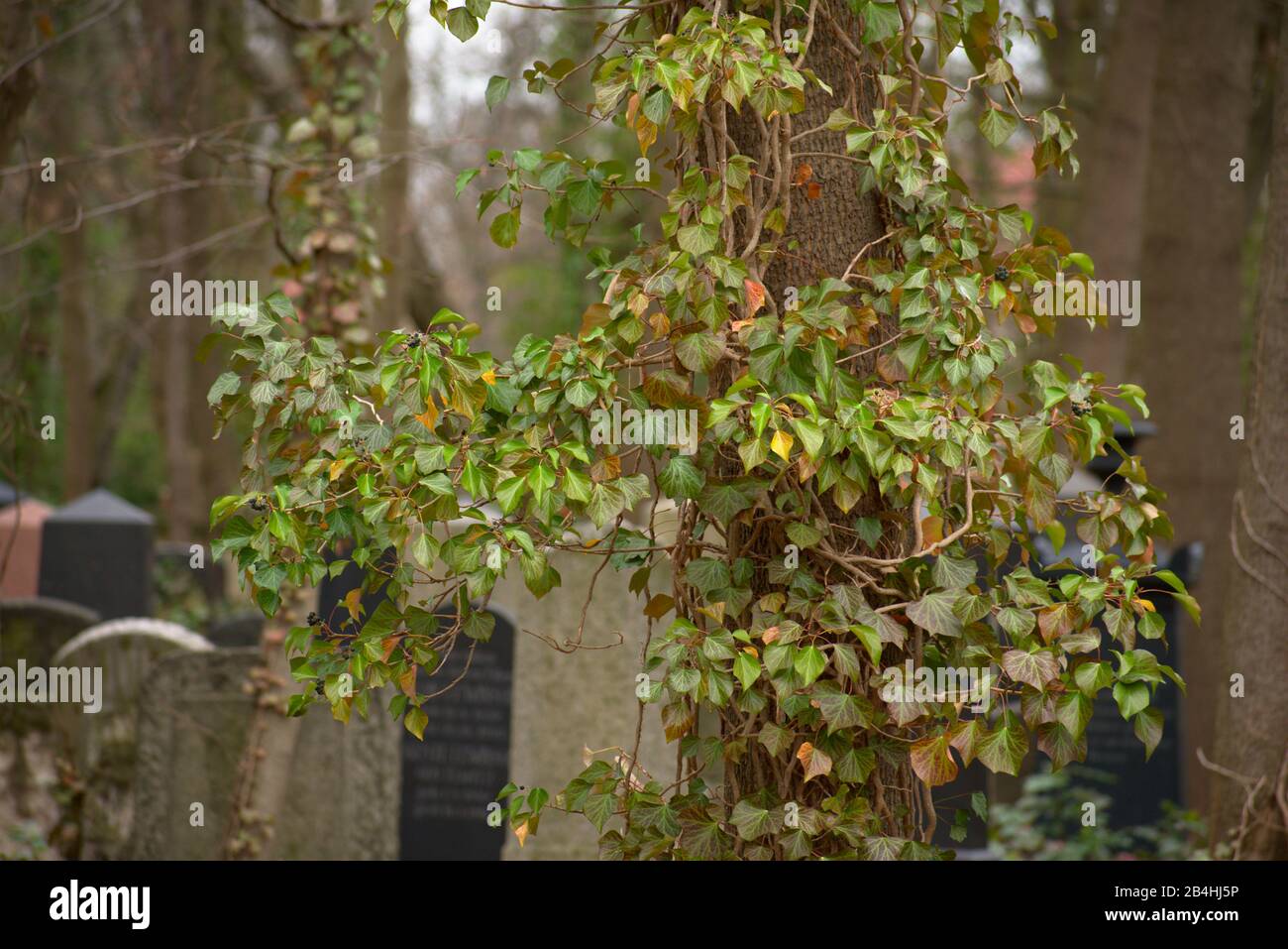 Ivy growing on monument hi-res stock photography and images - Alamy
