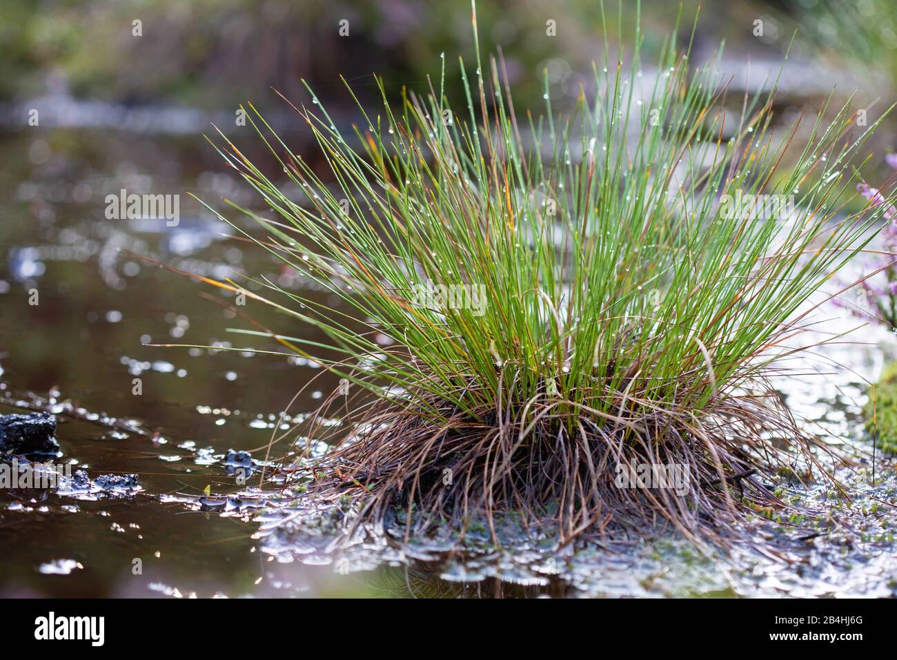 Hassock hi-res stock photography and images - Alamy