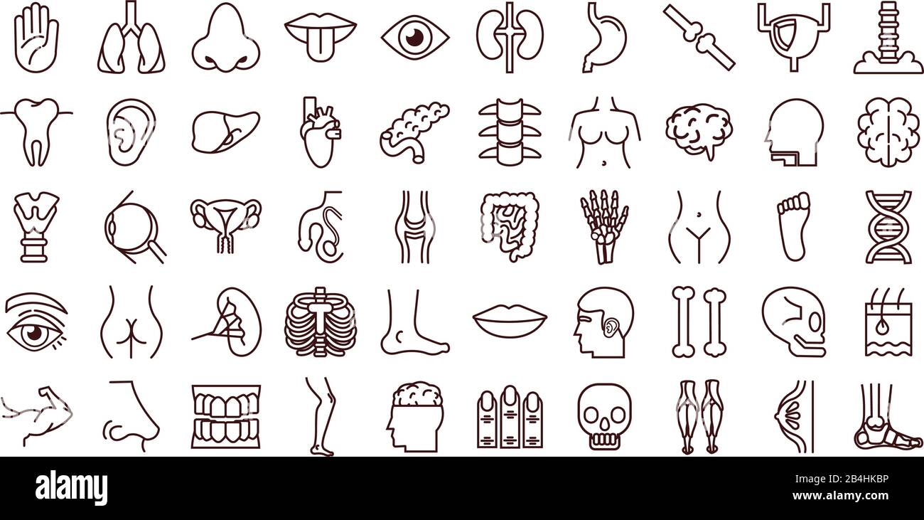 bundle of body parts and organs icons Stock Vector Image & Art - Alamy