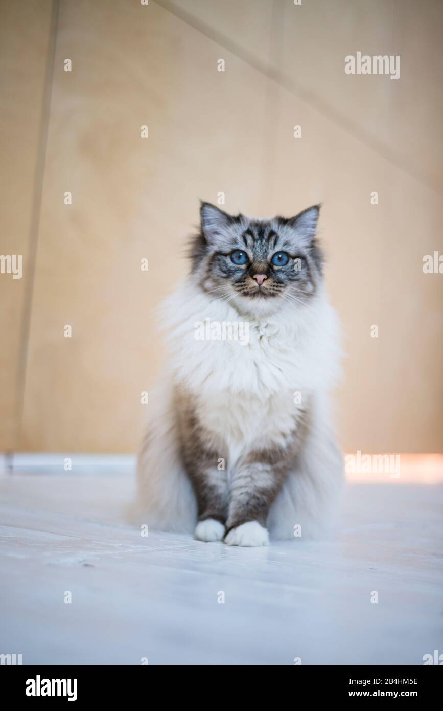 Bright coloured cat hi-res stock photography and images - Alamy