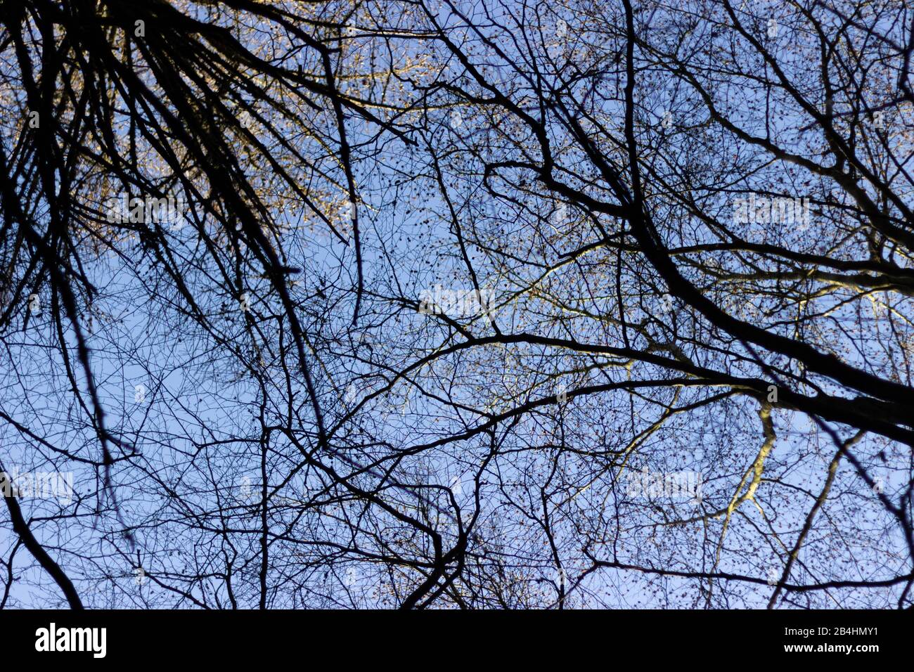 Leafless tree canopy aginst a blue sky, Tyrebagger forest Aberdeenshire ...
