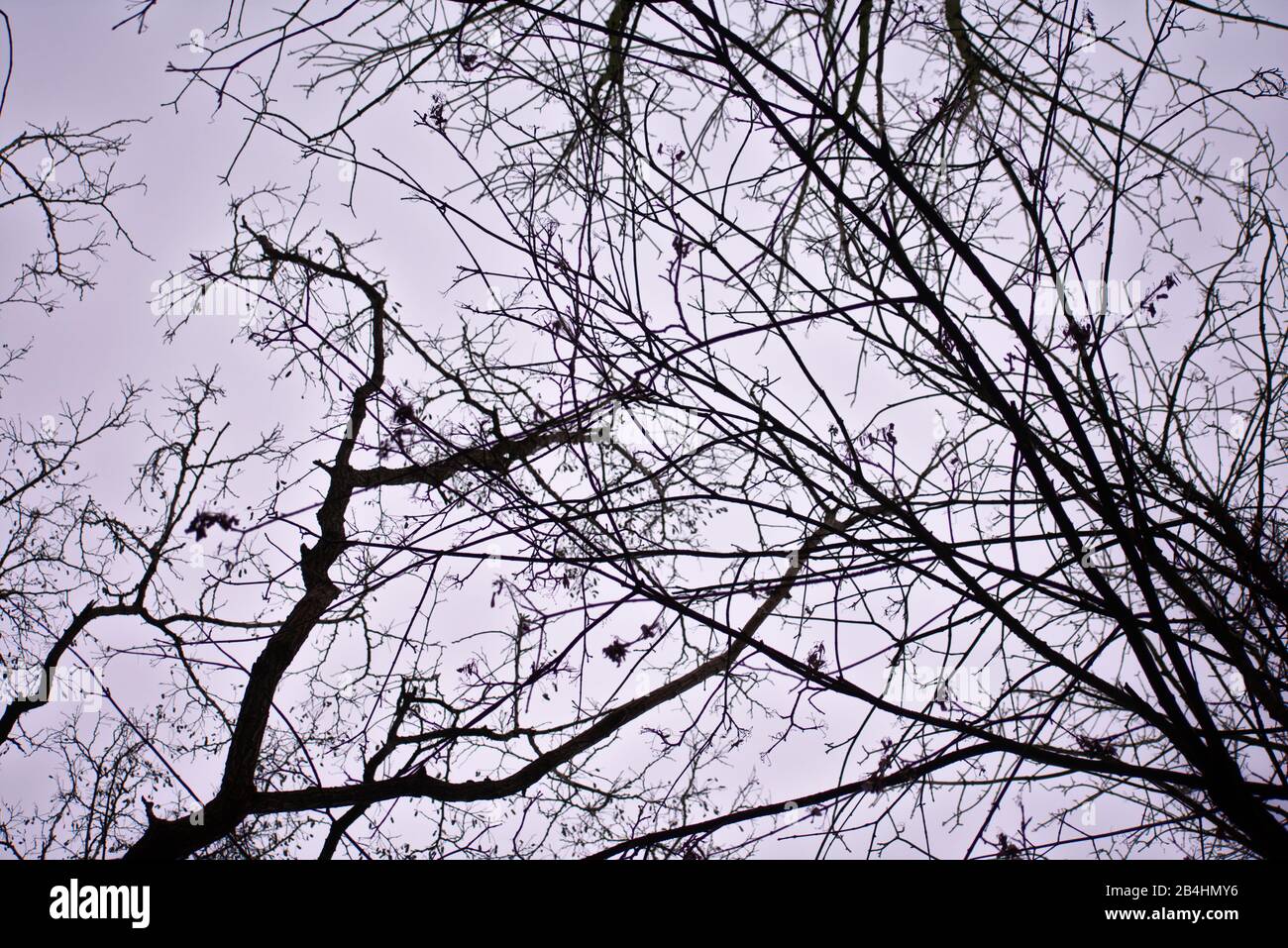 Tree branches and the sky from below in Weissensee Jewish Cemetery in ...