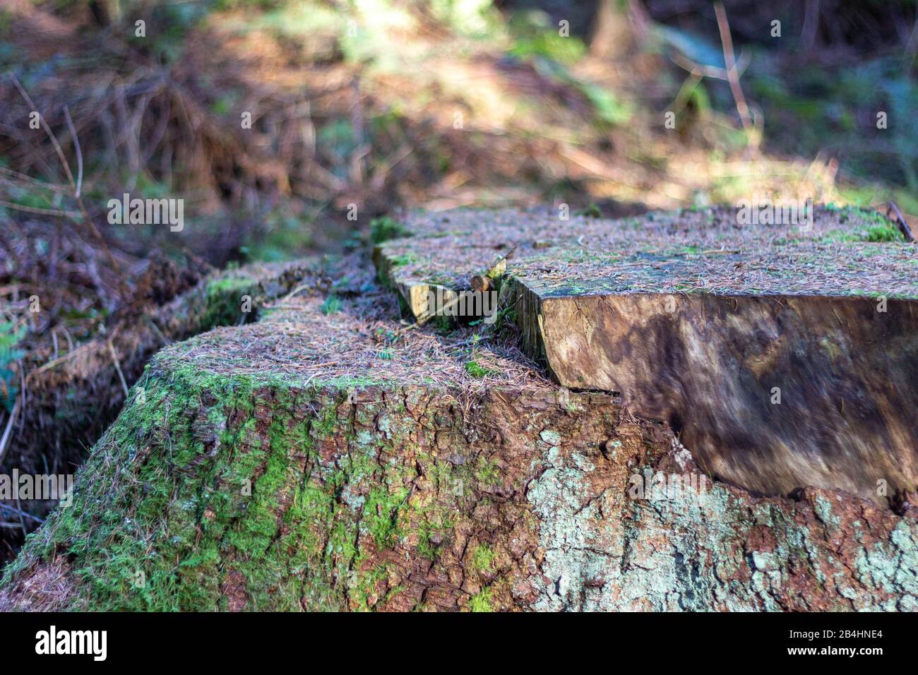 Tree stump close up in Tyrebagger forest, Aberdeenshire Stock Photo - Alamy