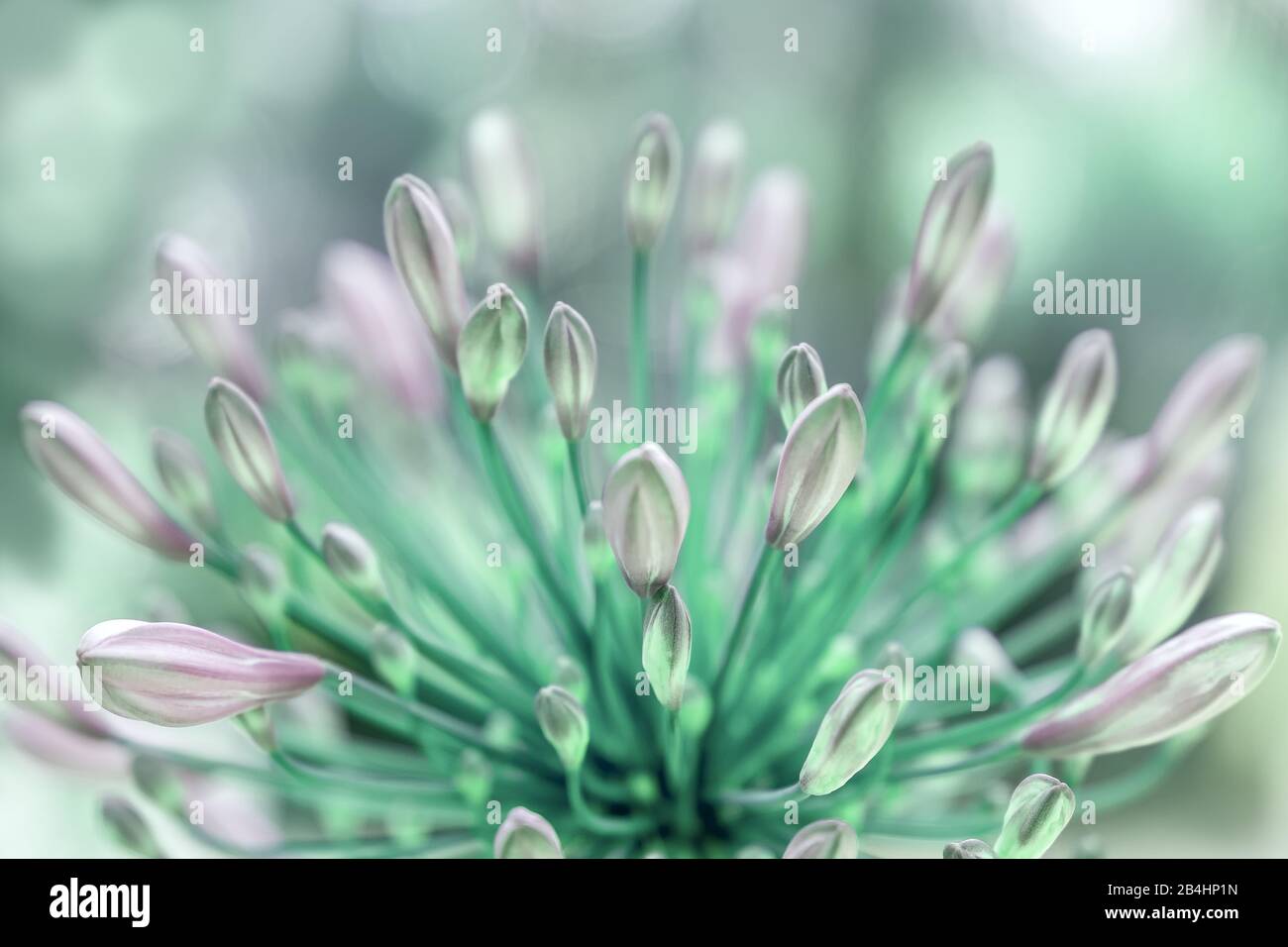Allium Millenium buds in violet Stock Photo - Alamy