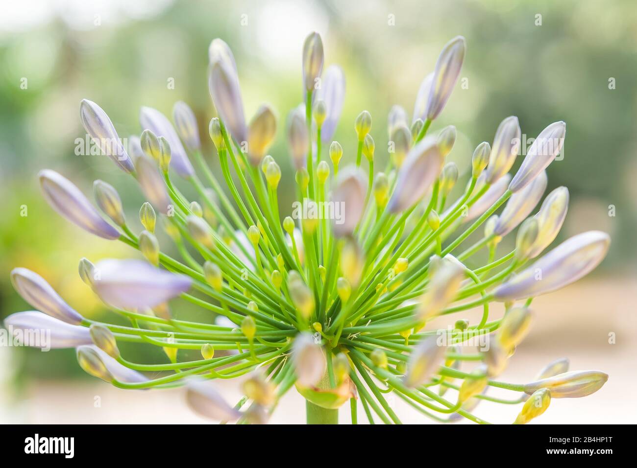 Allium Millenium buds in violet Stock Photo - Alamy