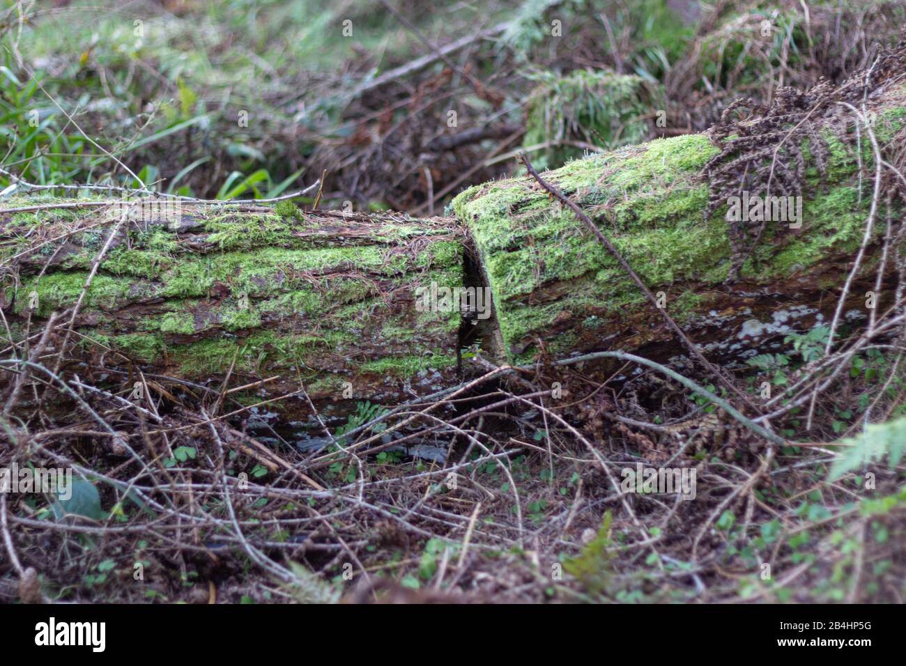 Tree trunk cut in two on the foret floor, Tyrebagger Stock Photo - Alamy