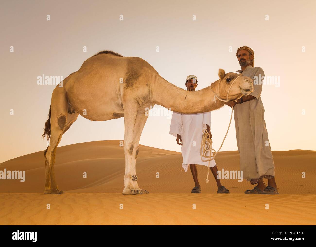 Camel racing abu dhabi hi-res stock photography and images - Alamy
