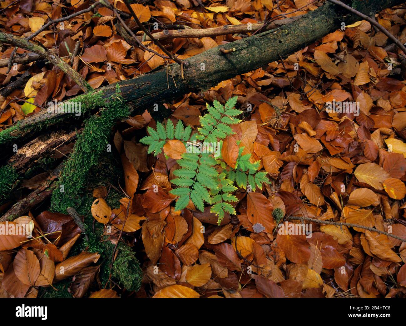 Forest motif with fern Stock Photo - Alamy