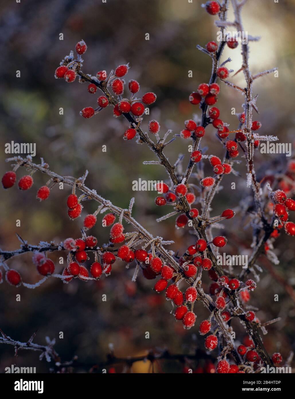 Berberis vulgaris hi-res stock photography and images - Alamy