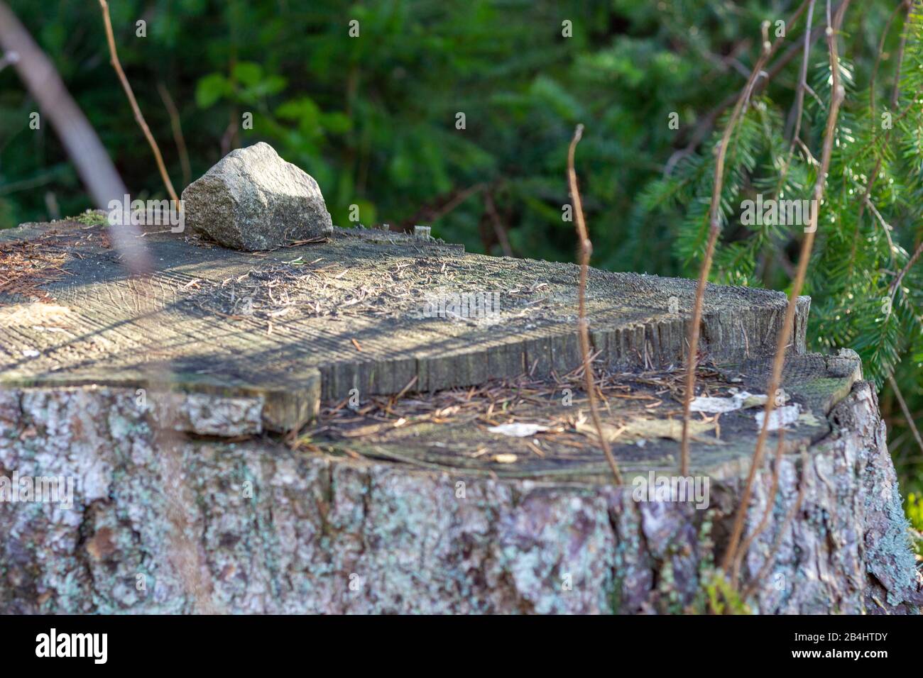 Tyrebagger woods hi-res stock photography and images - Alamy